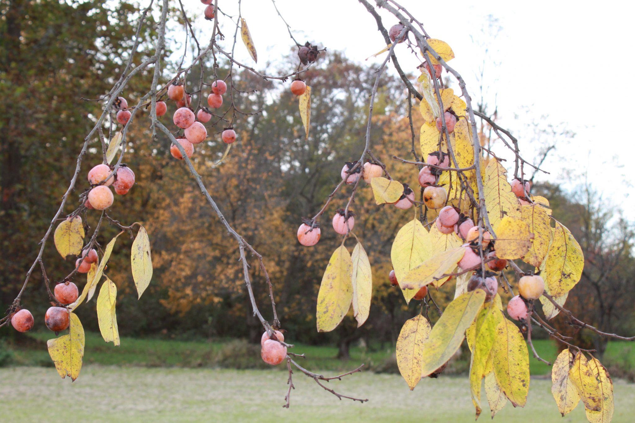 The American Persimmon - Countryside